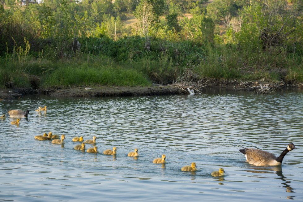 Calgary to Golden: 17 BEST Road Trip Stops