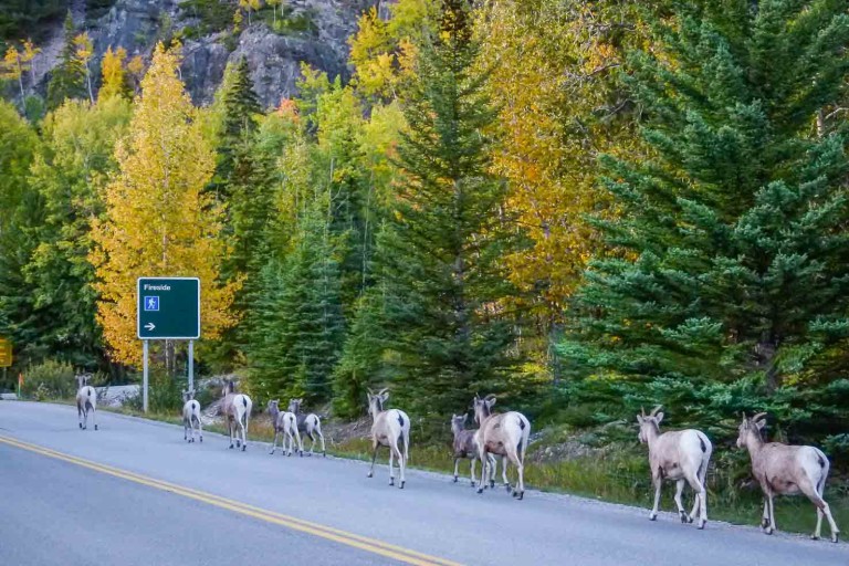 Living in Banff: Our First Impressions & Tips for Newcomers