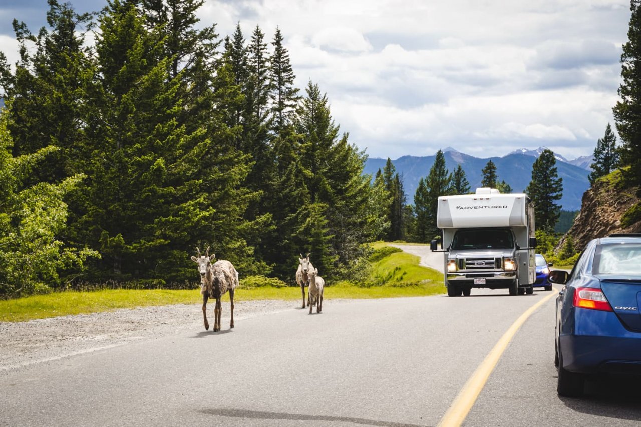 14 Awesome Bike Trails Around Banff (For All Levels)