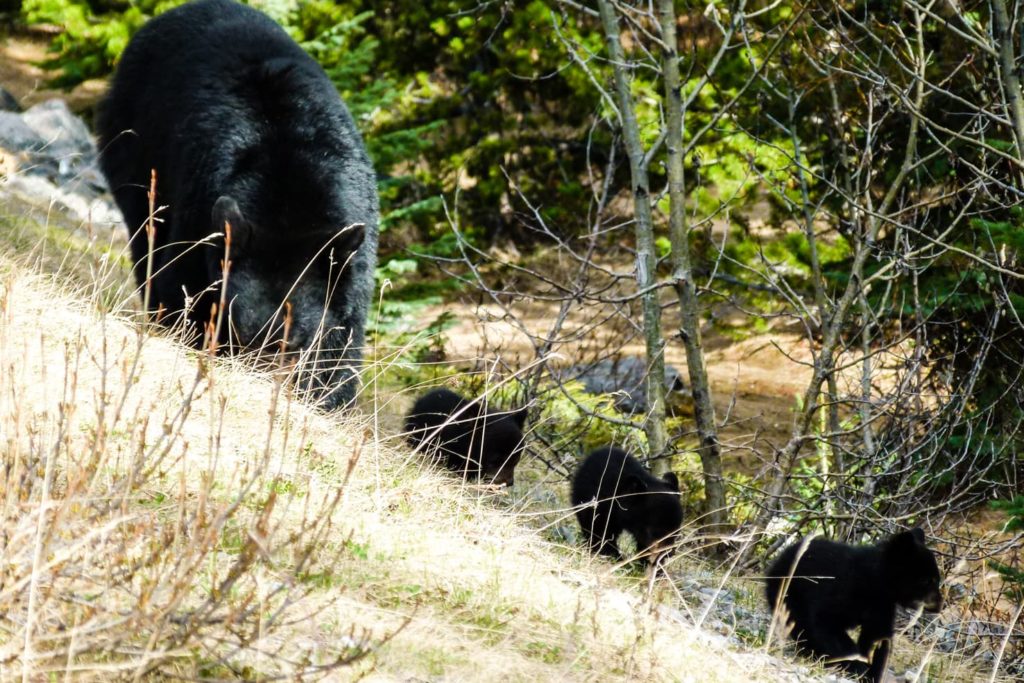 Wildlife in Canada: 14 Canadian Animals You Can See (& Best Places to ...