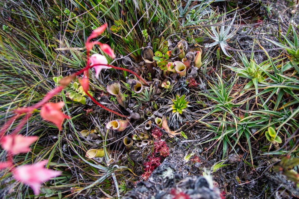 Mount Roraima Trek: Guide to Venezuela’s Lost World