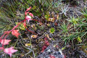 Mount Roraima Trek: Guide to Venezuela’s Lost World