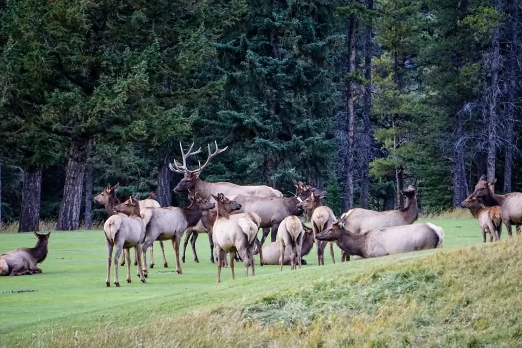 Wildlife in Canada: 14 Canadian Animals You Can See (& Best Places to ...