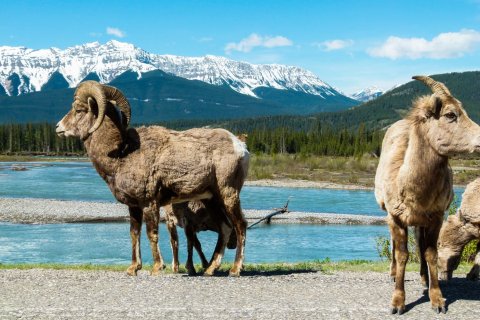 Wildlife in Canada: 14 Canadian Animals You Can See (& Best Places to ...
