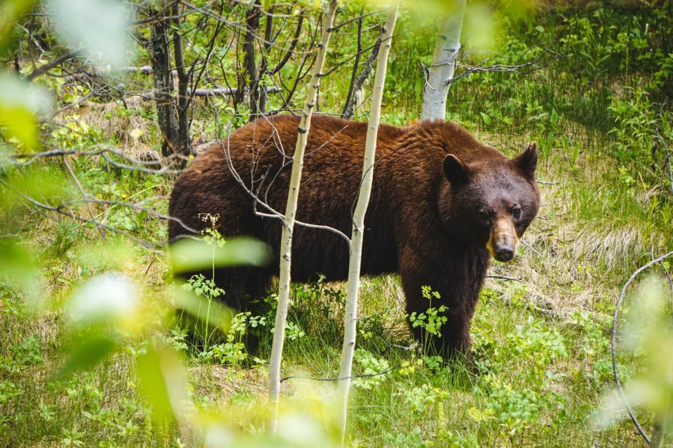 Wildlife in Canada: 14 Canadian Animals You Can See (& Best Places to ...