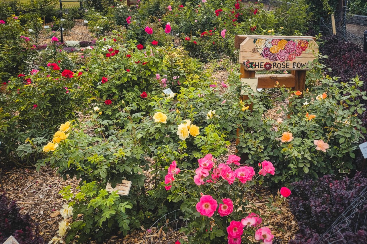 45 Fun Things to Do in Calgary in Summer