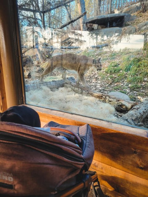 Tips for Visiting the Calgary Zoo in 2026