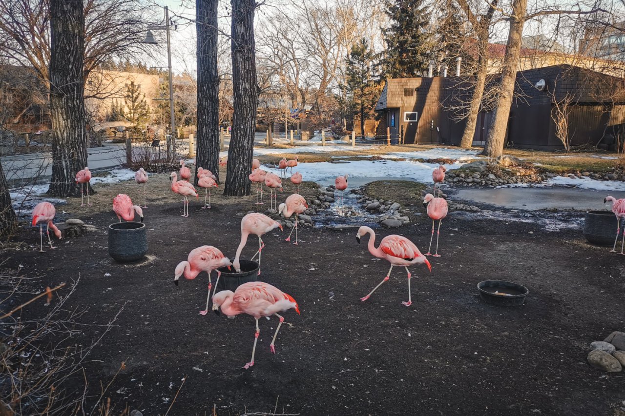 Tips for Visiting the Calgary Zoo in 2025