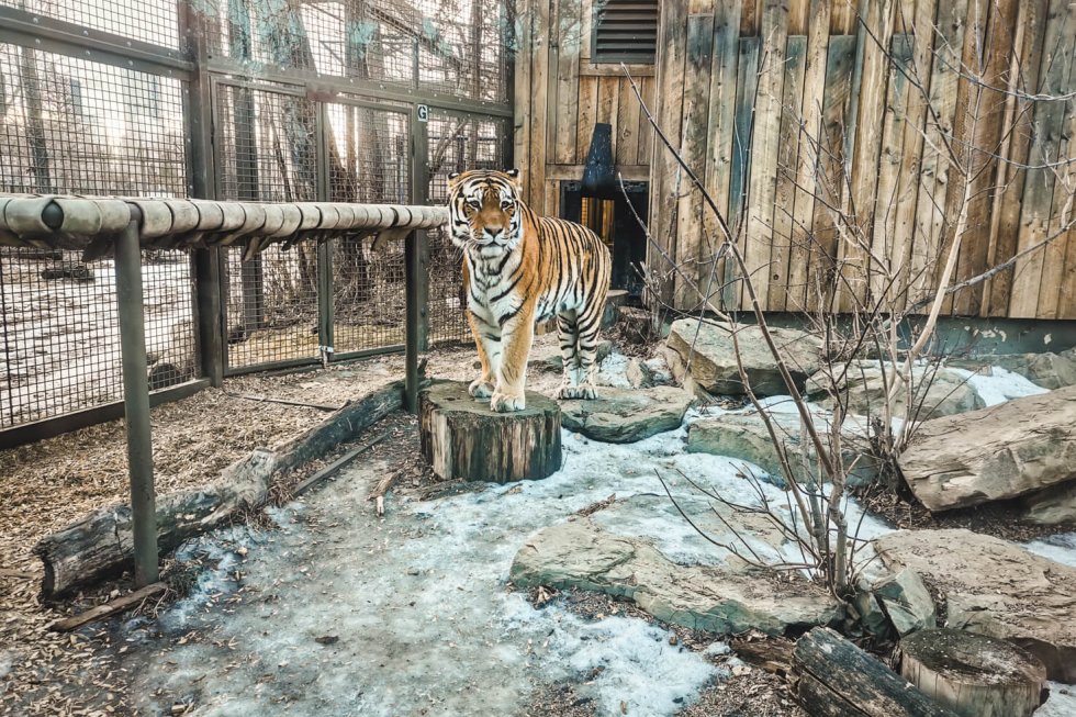 Tips for Visiting the Calgary Zoo in 2025