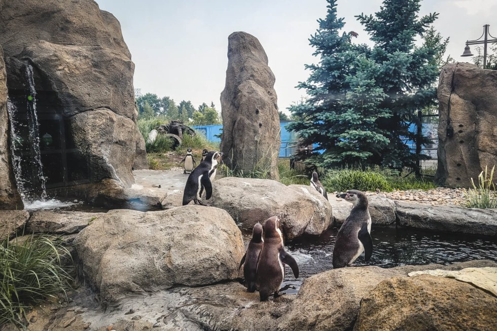 Tips for Visiting the Calgary Zoo in 2025