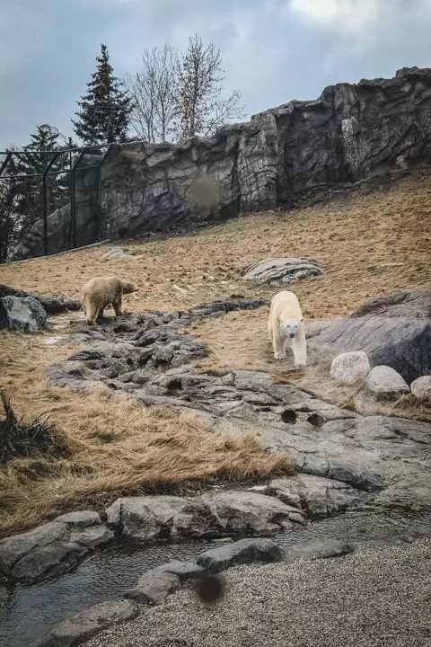 Tips for Visiting the Calgary Zoo in 2025