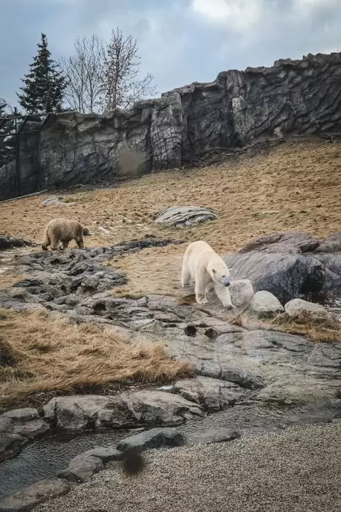 Tips for Visiting the Calgary Zoo in 2025