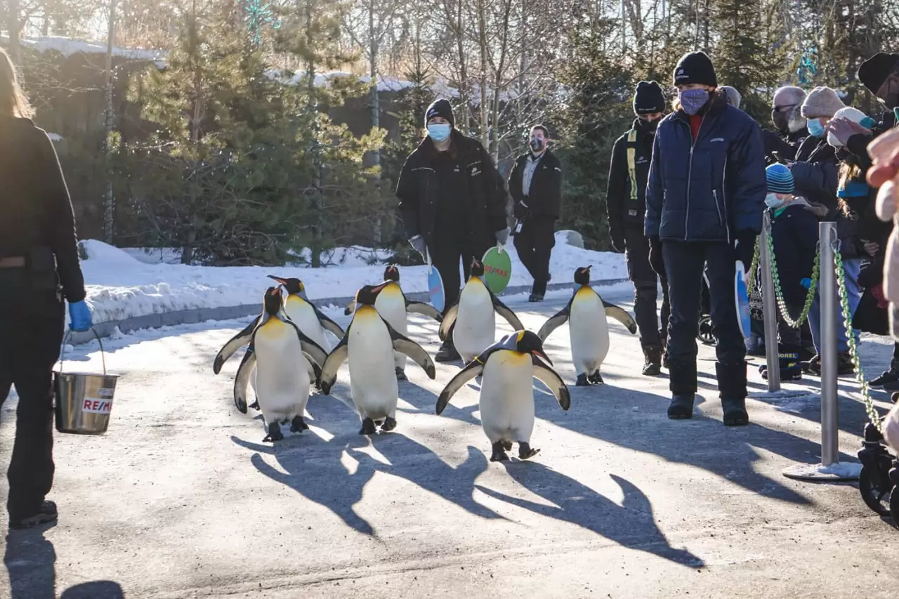Amazing Penguin Walk at Calgary Zoo