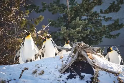 Amazing Penguin Walk at Calgary Zoo