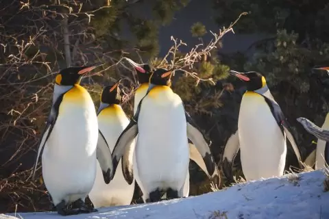 Amazing Penguin Walk at Calgary Zoo