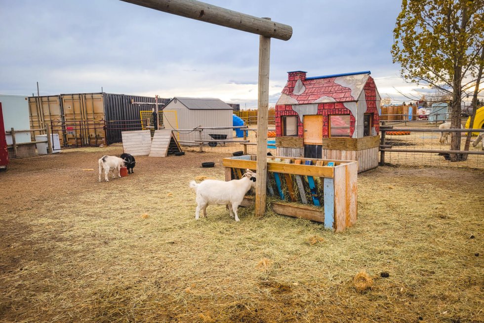 Cobb's Adventure Park & Petting Zoo in Calgary
