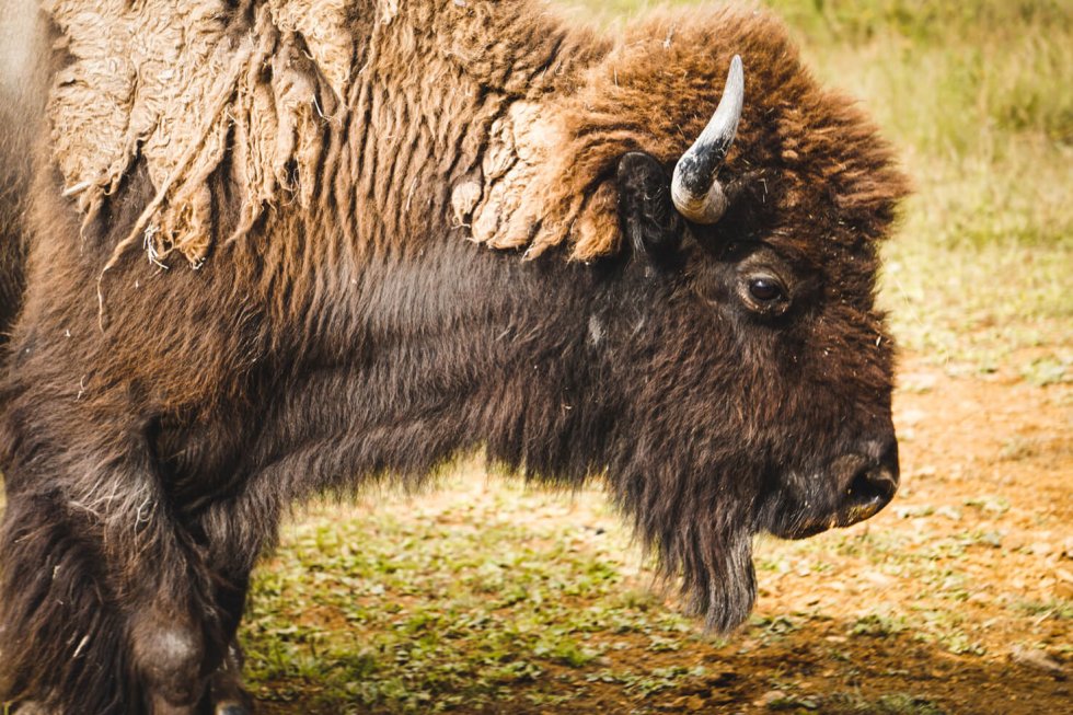 3 Day Itinerary for Golden, BC