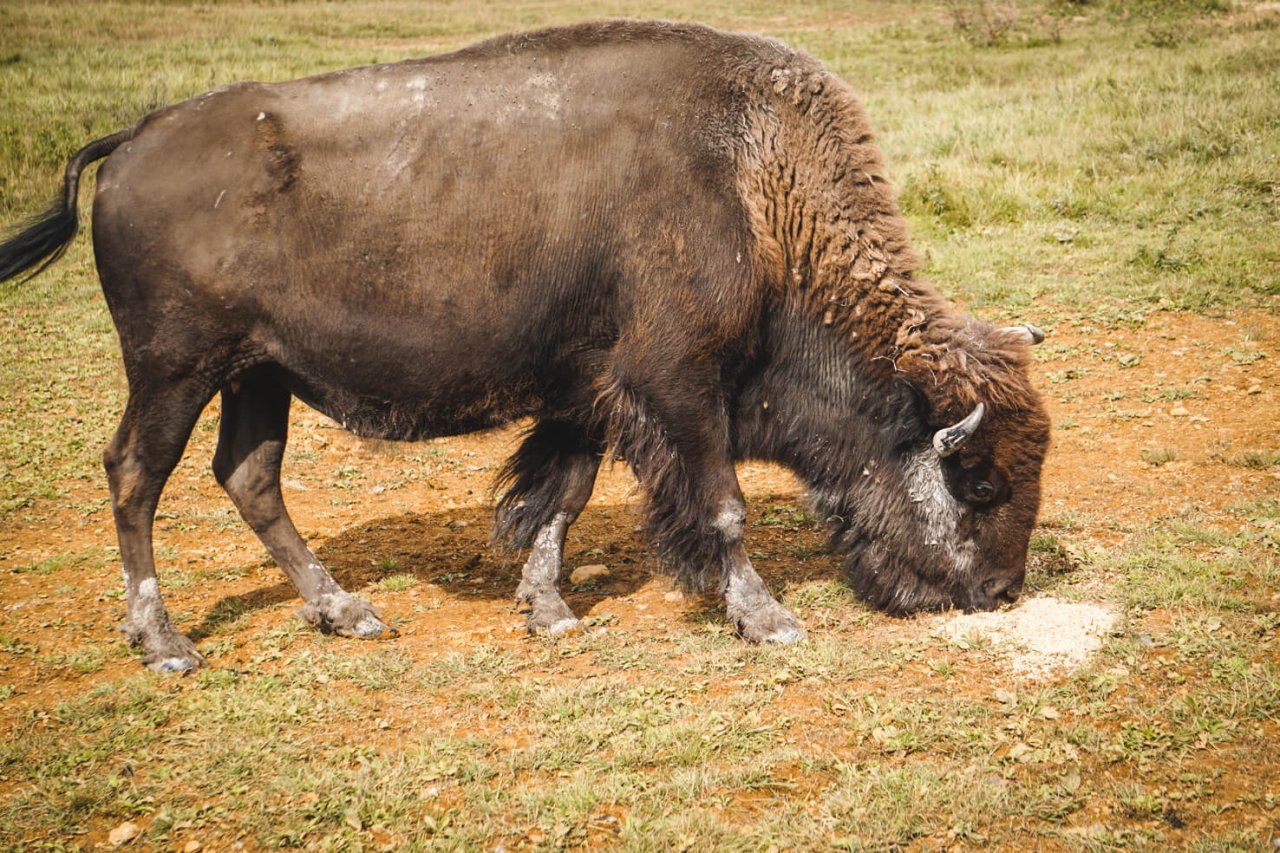 Meeting Buffalos at Rocky Mountain Buffalo Ranch in Golden, BC