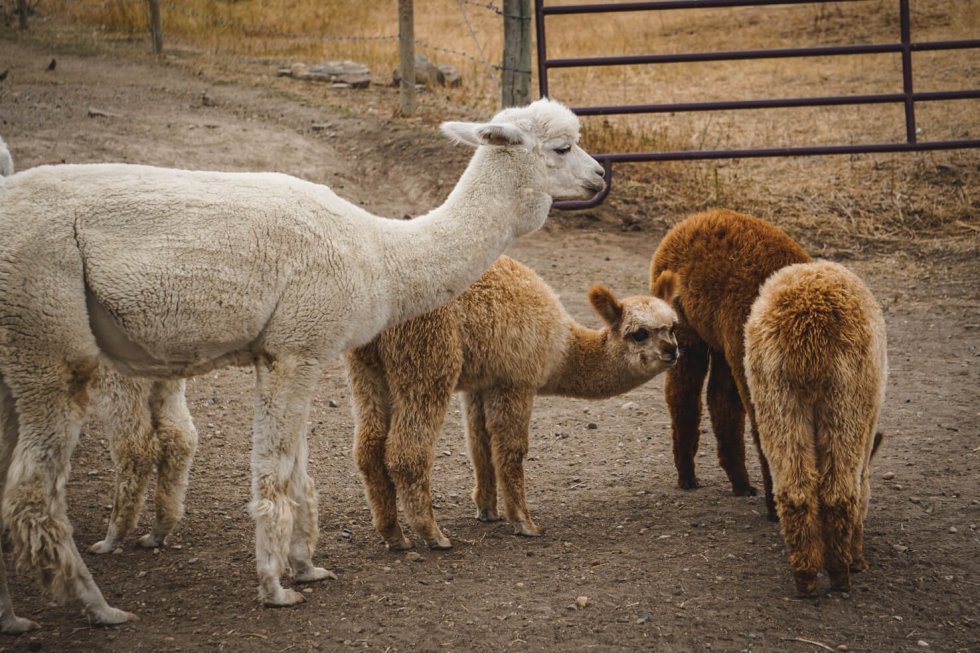 Kirk’s Alpaca Farm, a Family-Friendly Day Trip From Calgary
