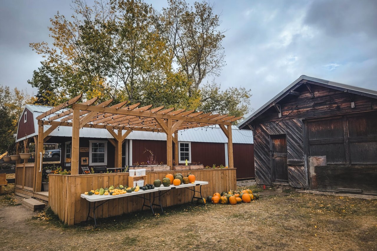 Kirk’s Alpaca Farm, a Family-Friendly Day Trip From Calgary