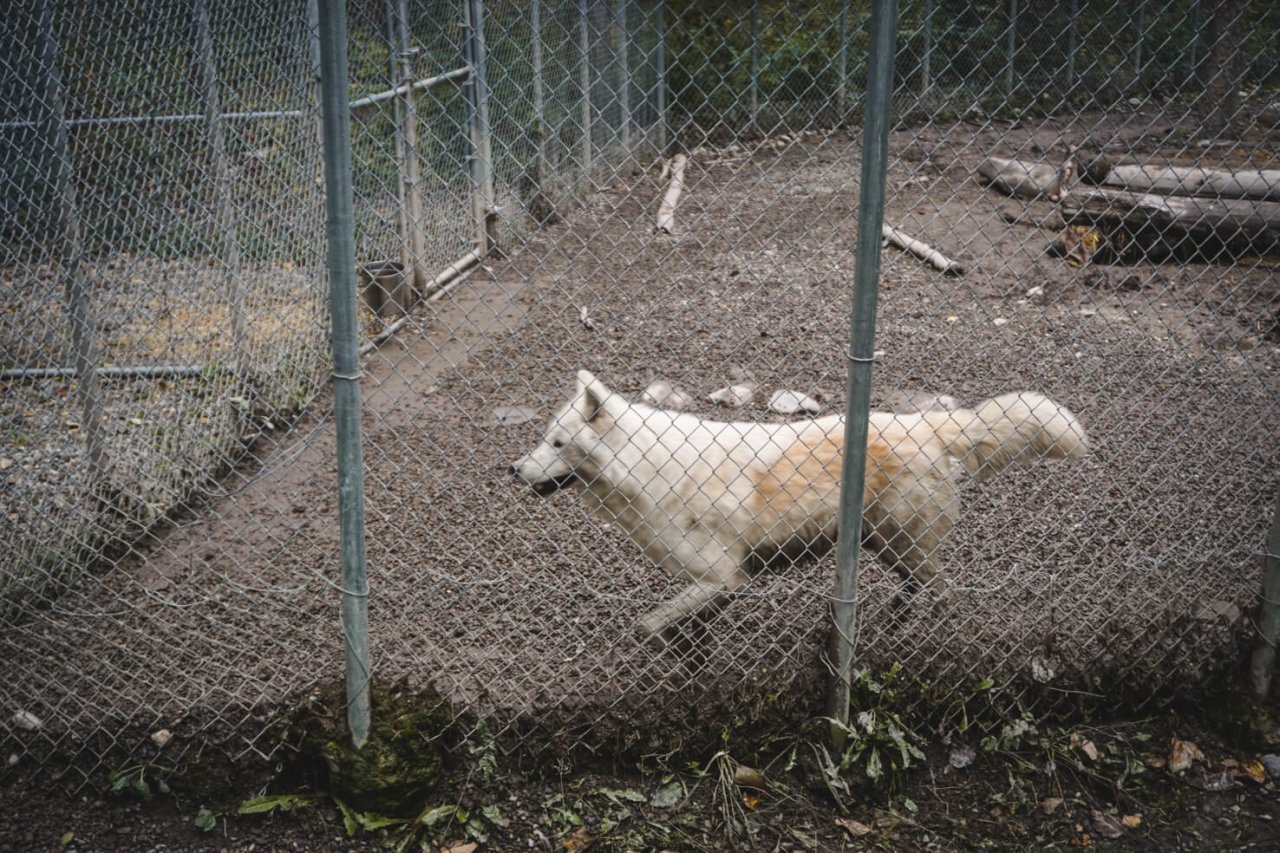 Northern Lights Wildlife Wolf Centre in Golden
