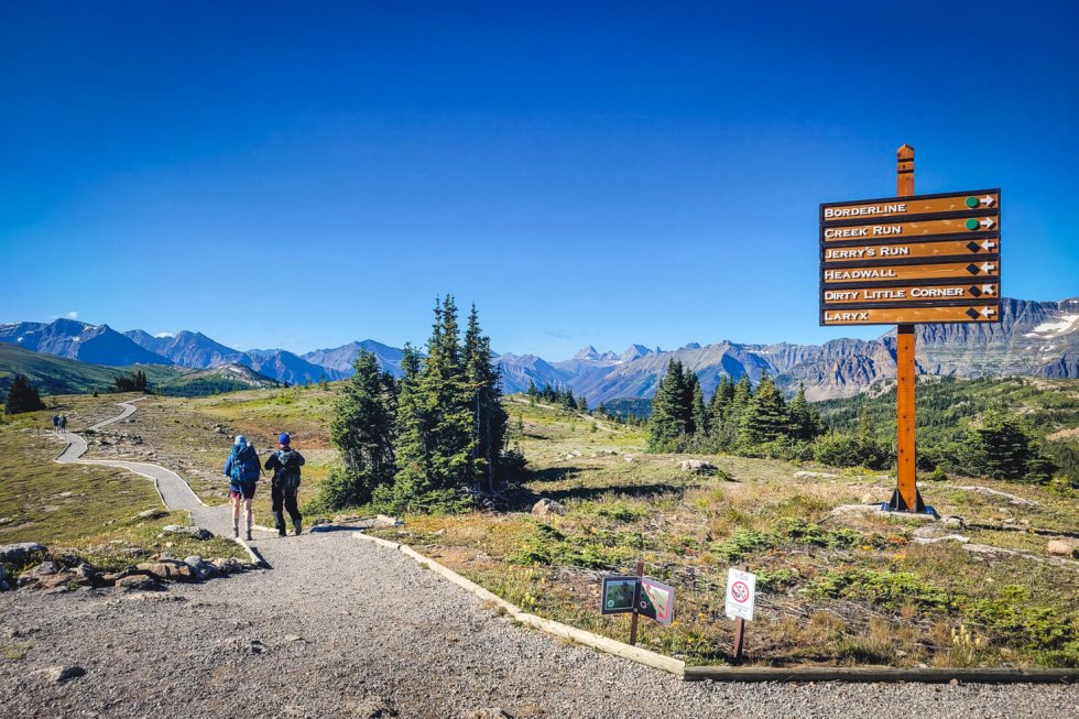 Sunshine Meadows Gondola & Hike in Banff