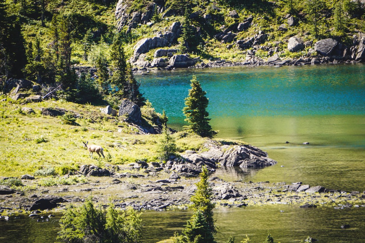 Sunshine Meadows Gondola & Hike in Banff