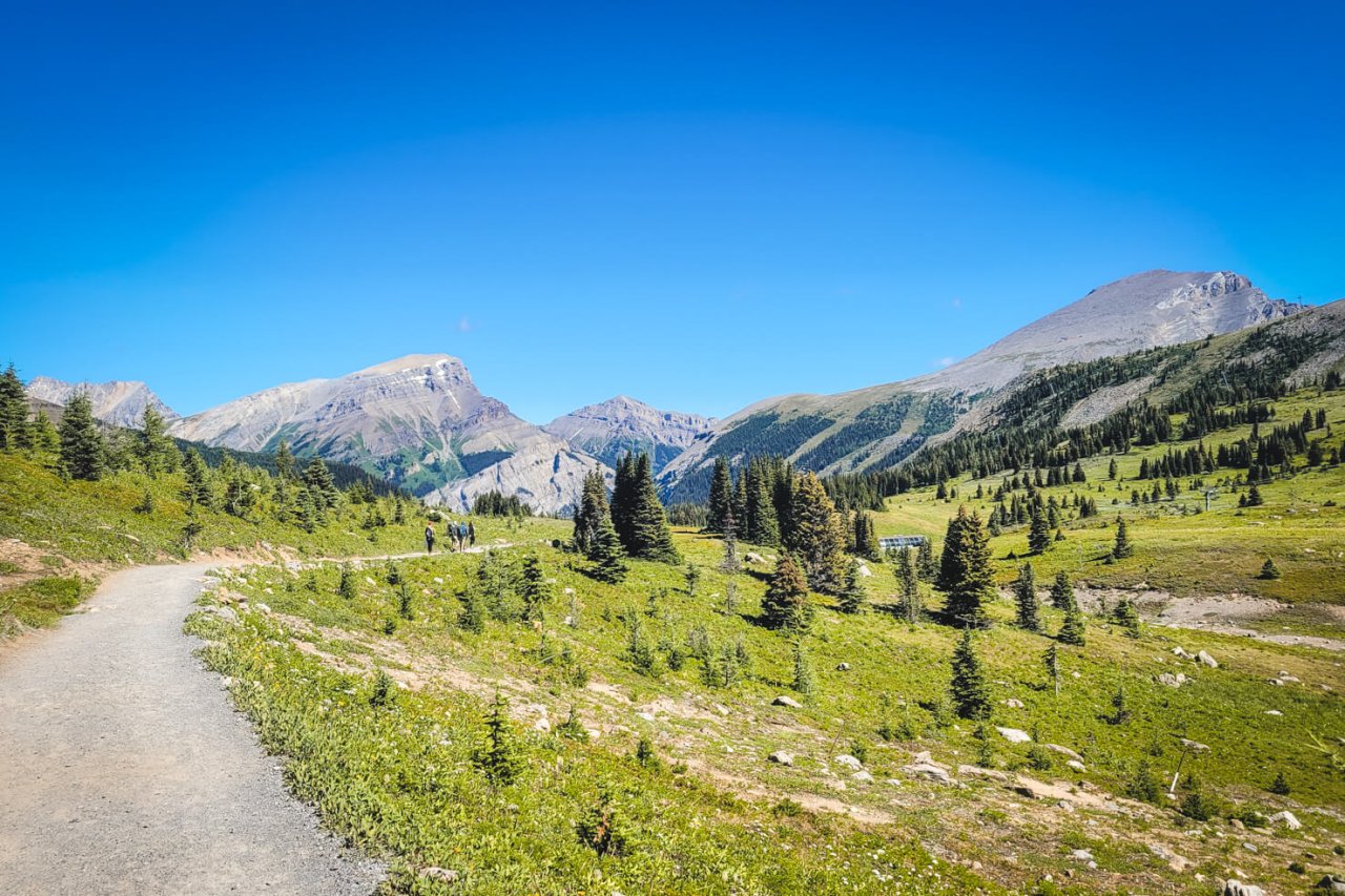 Sunshine Meadows Gondola & Hike in Banff