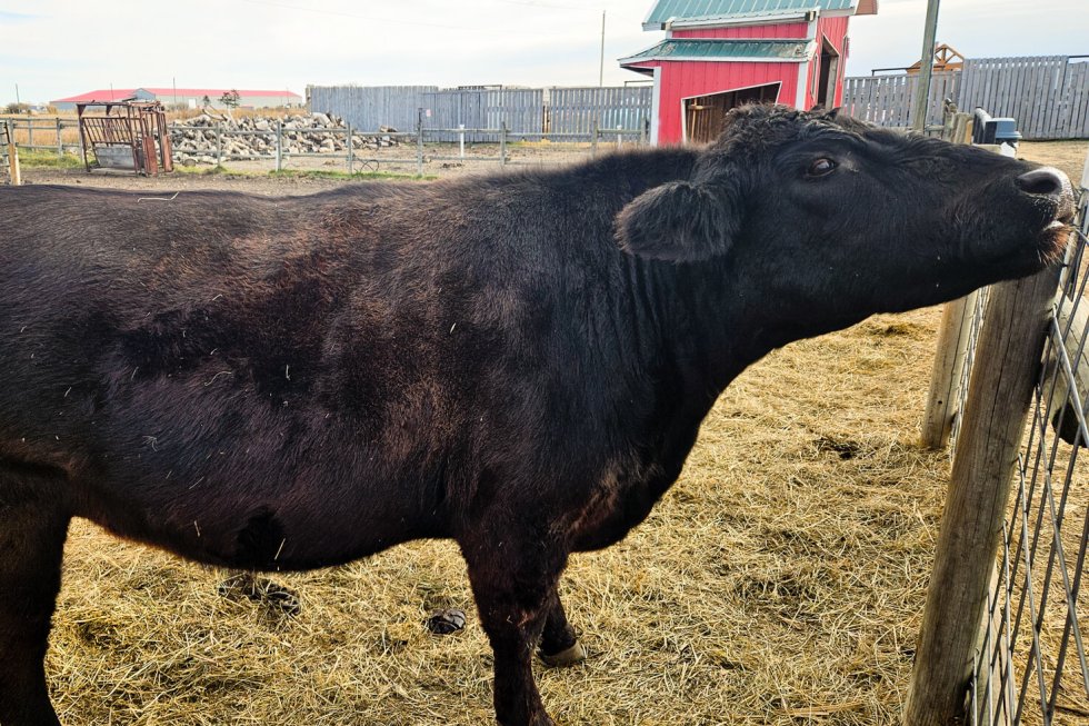A Family Day Out at Calgary Farmyard A Family Day Out at Calgary Farmyard