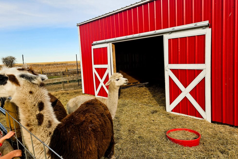 A Family Day Out at Calgary Farmyard A Family Day Out at Calgary Farmyard